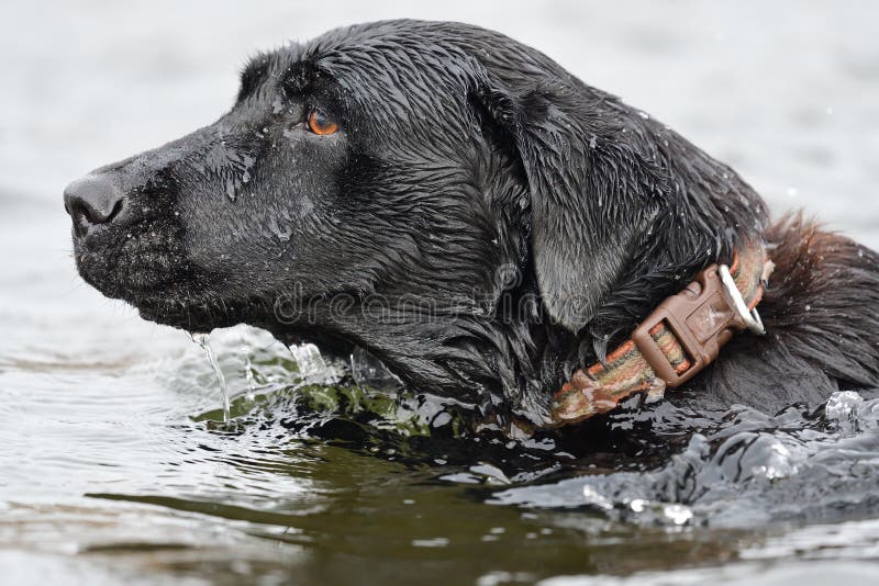 Black Labrador in the Water Stock Image - Image of outdoors, nature ...