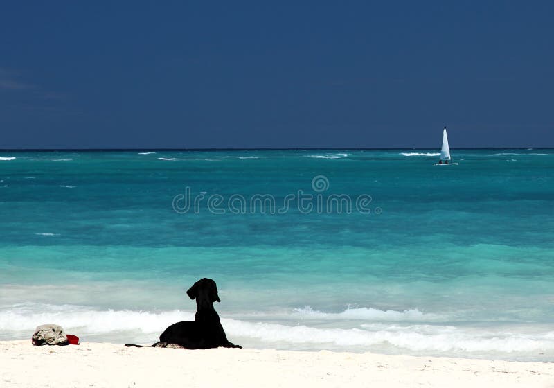 Black Labrador On White Sandy Beach Picture. Image: 13677037