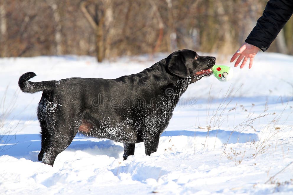 The Black Labrador in Winter in Snow Stock Image - Image of forest ...