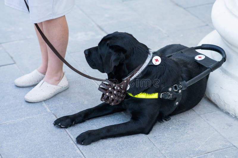 Black Labrador Working As a Guide Dog for a Blind Woman. Stock Photo ...