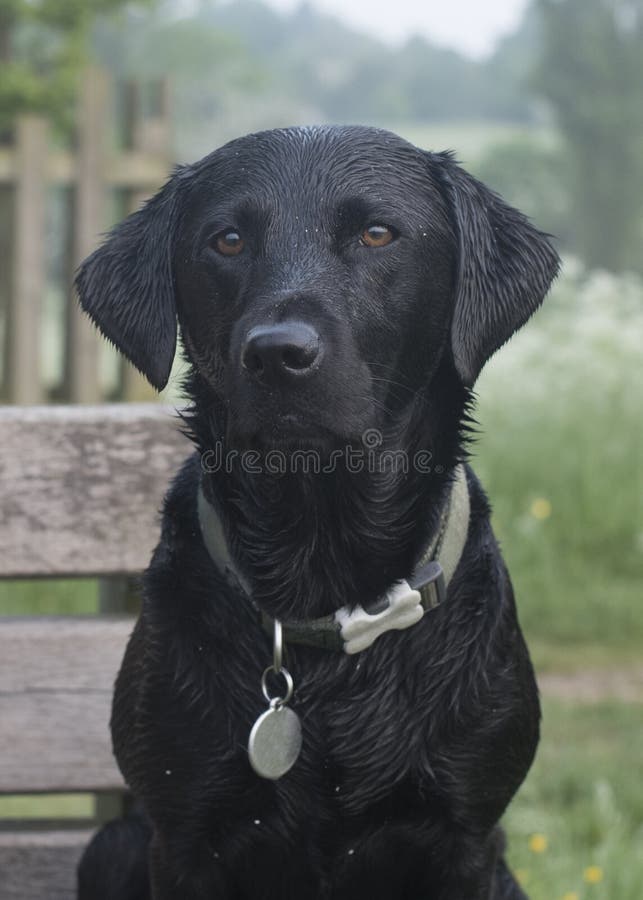 Black labrador puppy stock photo. Image of retriever - 36532282