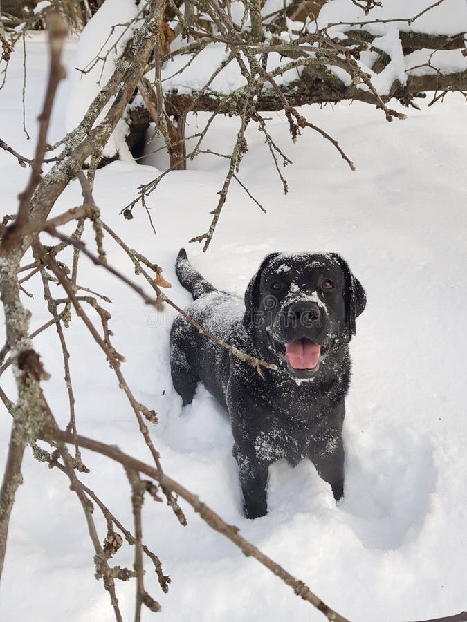 Black Labrador Zak and His Snowdrifts Stock Photo - Image of puppy ...
