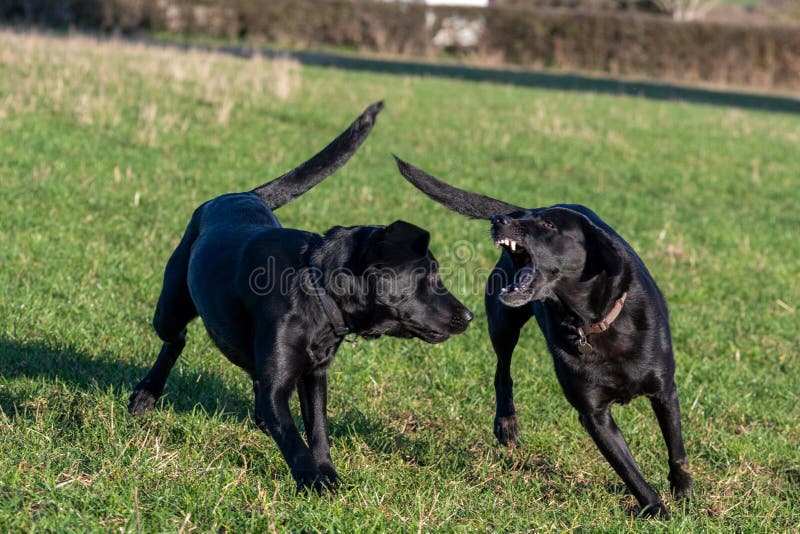 Black Labradors stock photo. Image of enjoyment, outdoor - 177061322