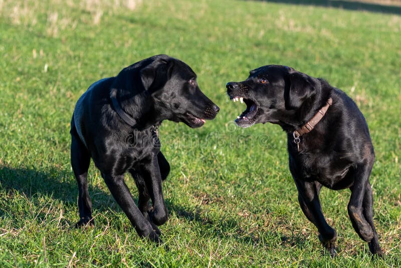 Black Labradors stock image. Image of dogs, nature, playing - 177063463