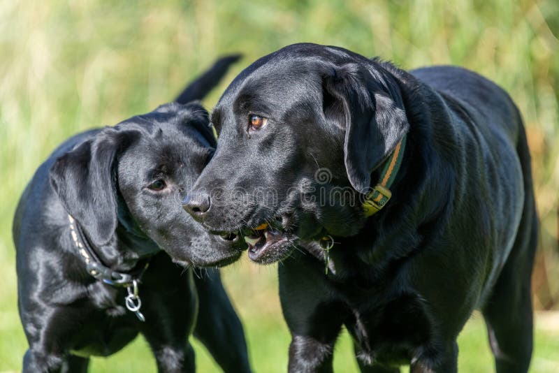 Black Labradors stock image. Image of closeup, retriever - 351837679