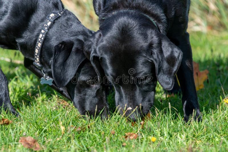 Black Labradors stock image. Image of horizontal, standing - 351838027