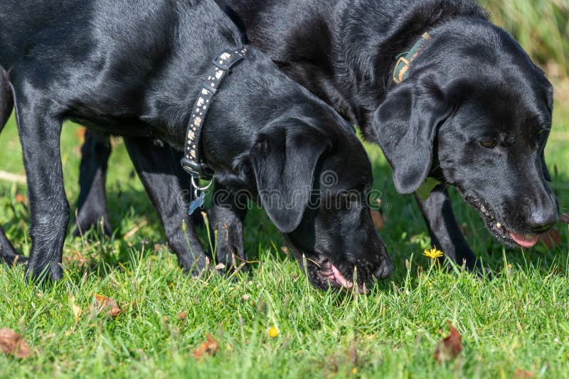 Black Labradors stock image. Image of adorable, playing - 351838071
