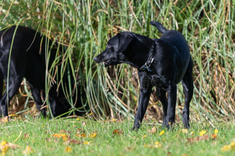 Black Labradors stock photo. Image of portrait, enjoyment - 388719108
