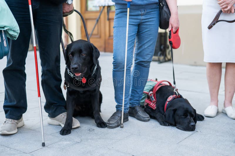 Black Labradors Work As Guide Dogs for Blind People. Stock Image ...