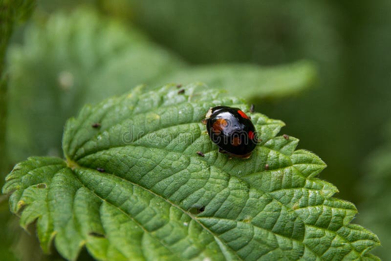 Black ladybug on a leaf stock photo. Image of macro, animals - 41371262