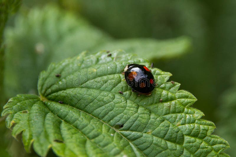 Black ladybug on a leaf stock image. Image of animals - 59505991