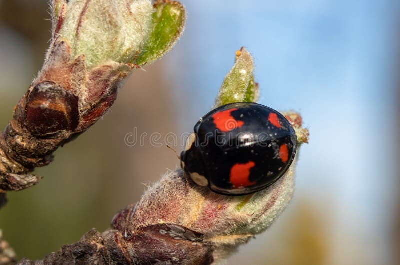Black Ladybug with Red Details Stock Image - Image of beautiful, leaf ...