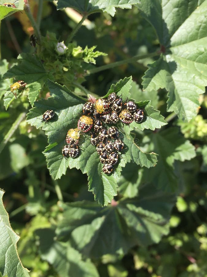 Black Ladybugs stock photo. Image of spots, leaf, green - 142578936