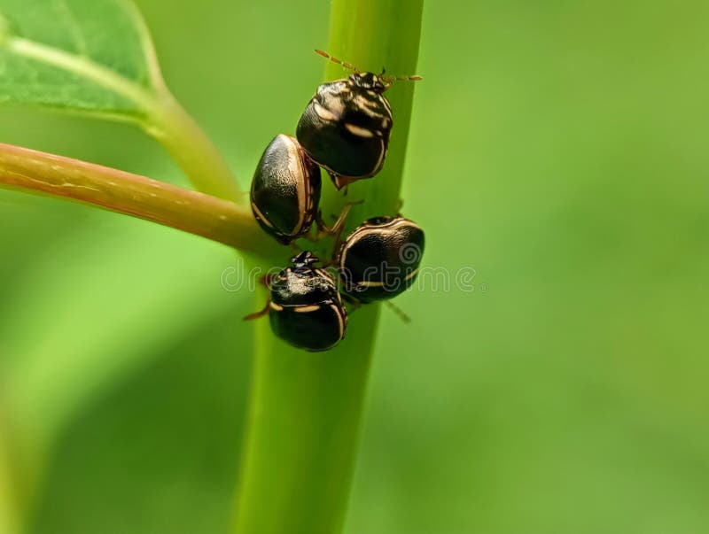 Black Ladybugs from the Plataspididae Family Stock Photo - Image of ...