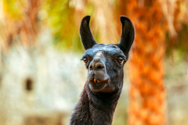Lama Eating in the Marsh Land of Bolivia Stock Photo - Image of ...