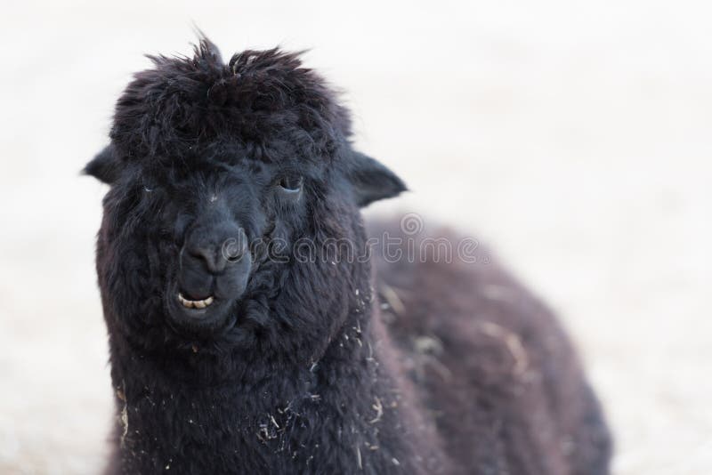 Black lama stock image. Image of south, isolated, lama - 57896283