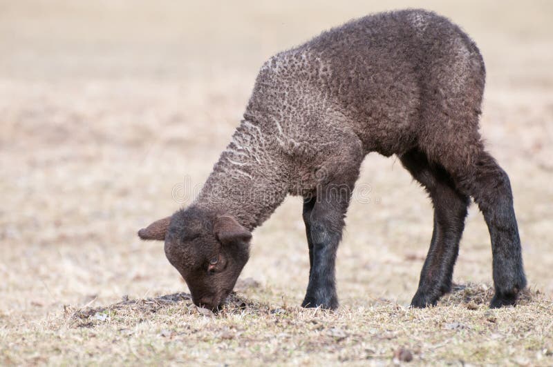 Black Lamb stock photo. Image of livestock, farm, mammal - 18823242