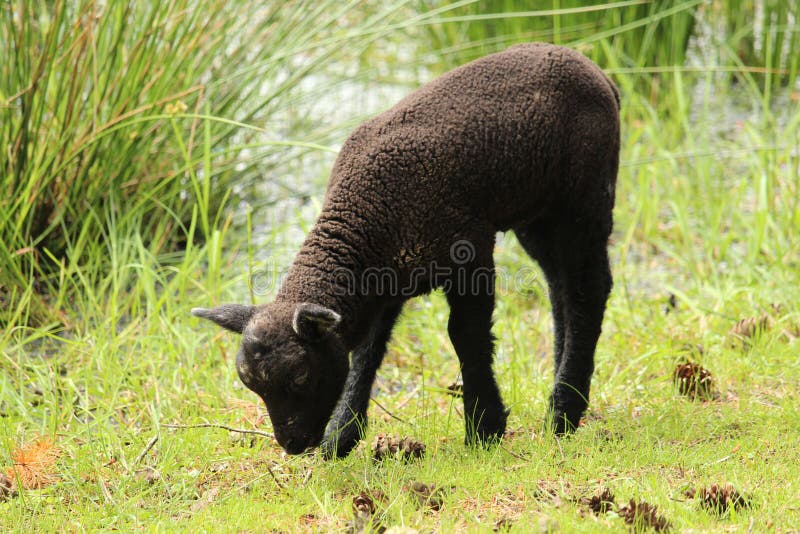 Black Lamb Grazing stock photo. Image of field, forest - 116875080