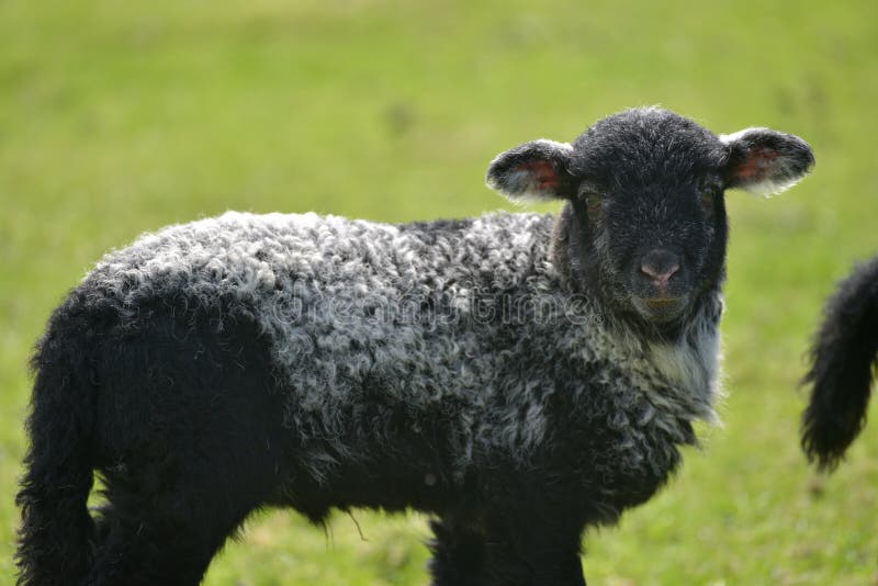 Black Lamb in Great Langdale Stock Image - Image of newborn, cumbria ...