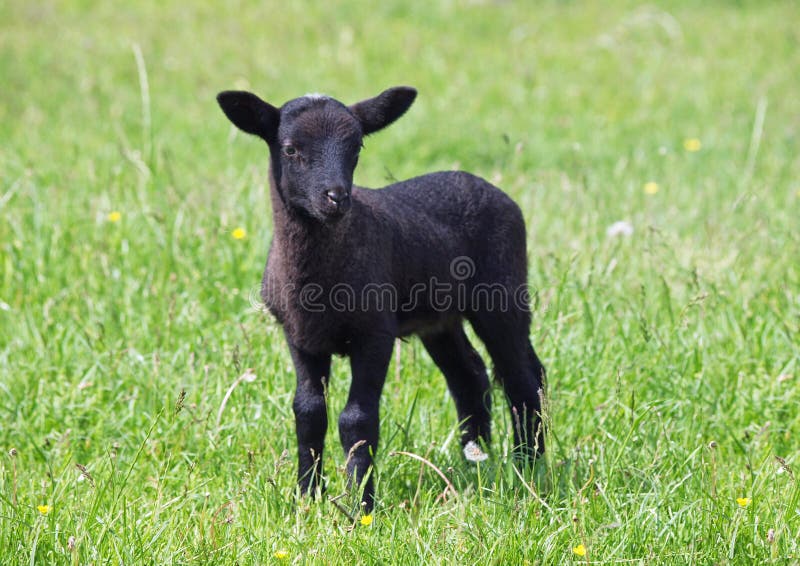 The Black Lamb on a Green Meadow Stock Photo - Image of agriculture ...