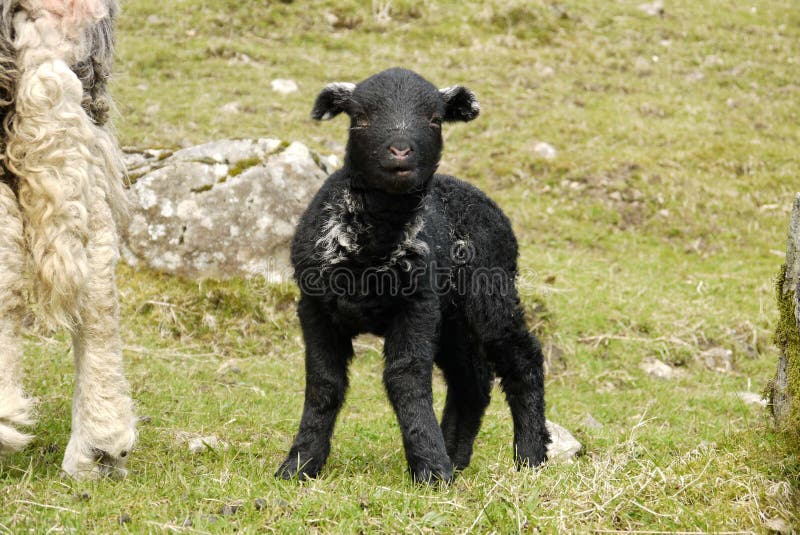Black lamb stock image. Image of lamb, nature, baby, farm - 65322437