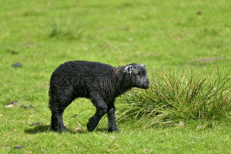 Black Lamb in Great Langdale Stock Image - Image of cute, animal: 97439155