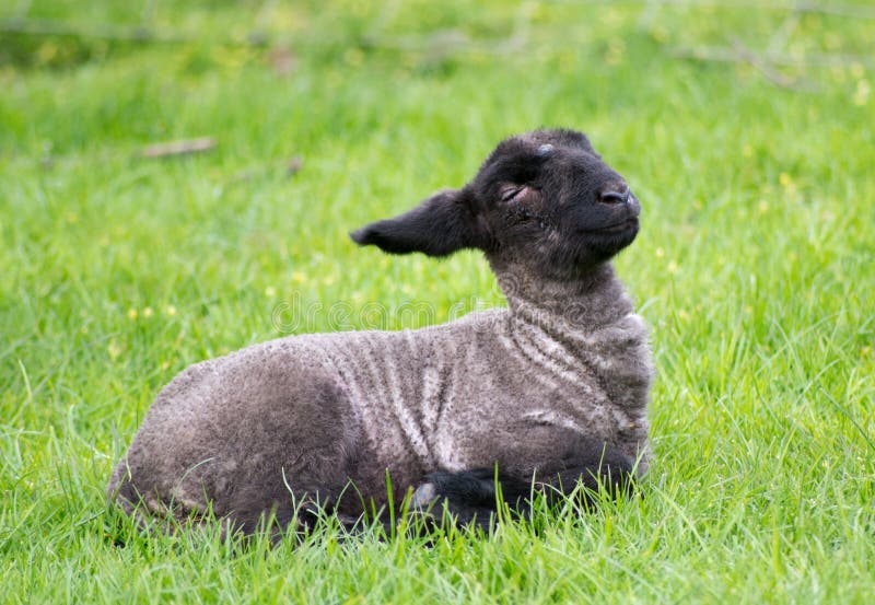 Black lamb sitting stock image. Image of black, resting - 41275153