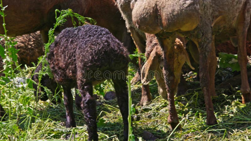 Black Lamb is Standing in Group of Brown Fat-tiled Sheep at Hot Sunny ...