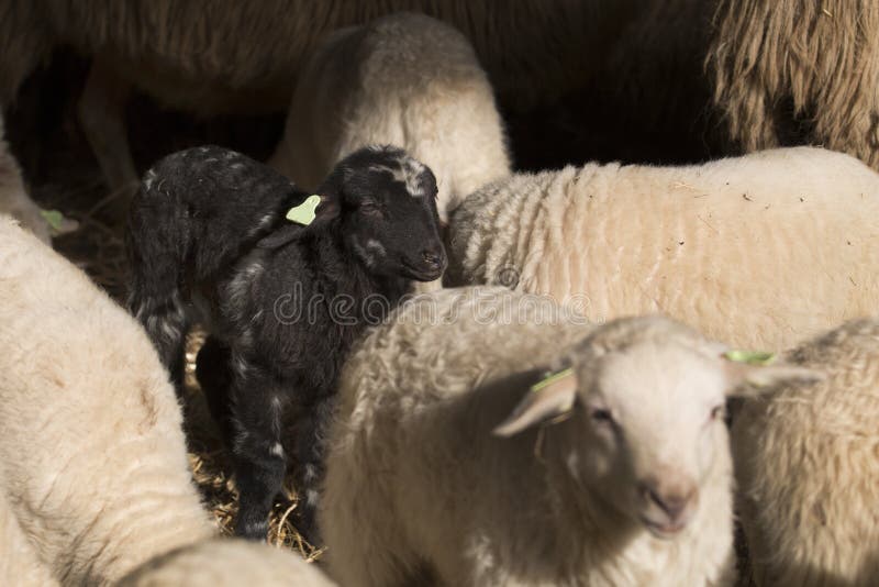 Black lamb stock photo. Image of farmland, field, animals - 68688152