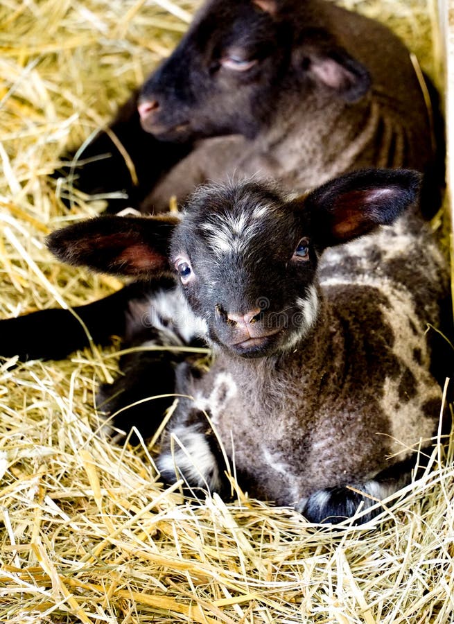 Black Lamb with White Spots Lying on Straw Stock Image - Image of ...