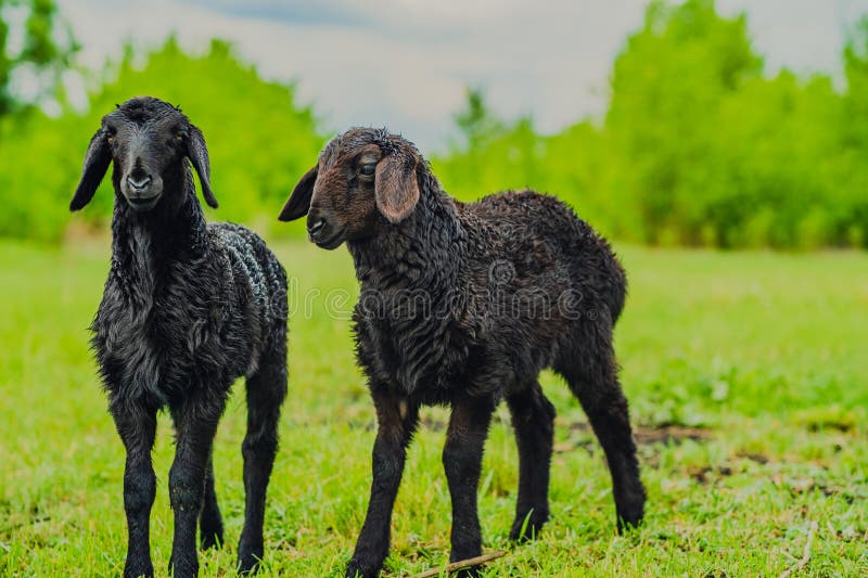 Black Lambs Grazing in a Lush Green Field on a Sunny Day Stock Image ...