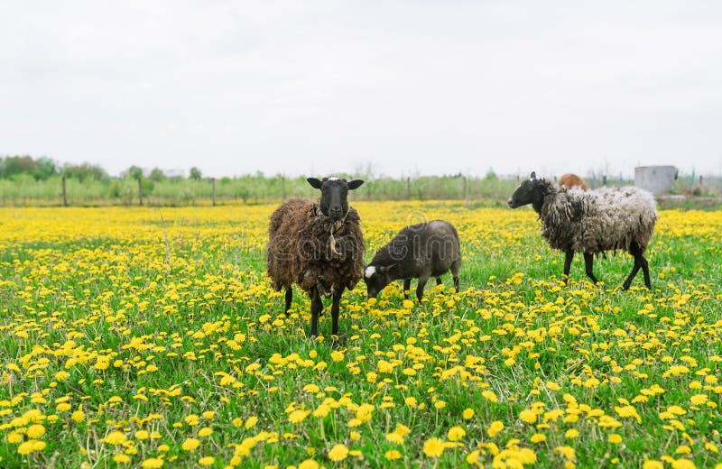 Black Lambs in Green Meadow in Spring. Stock Photo - Image of nature ...