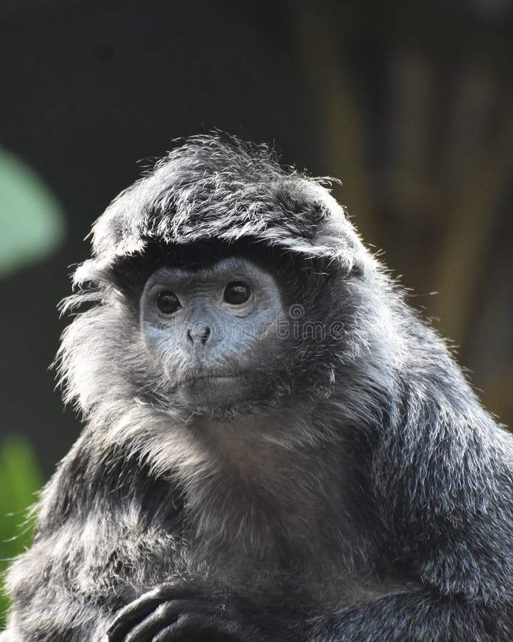 971 Serious Monkey Photos - Free & Royalty-Free Stock Photos from ...