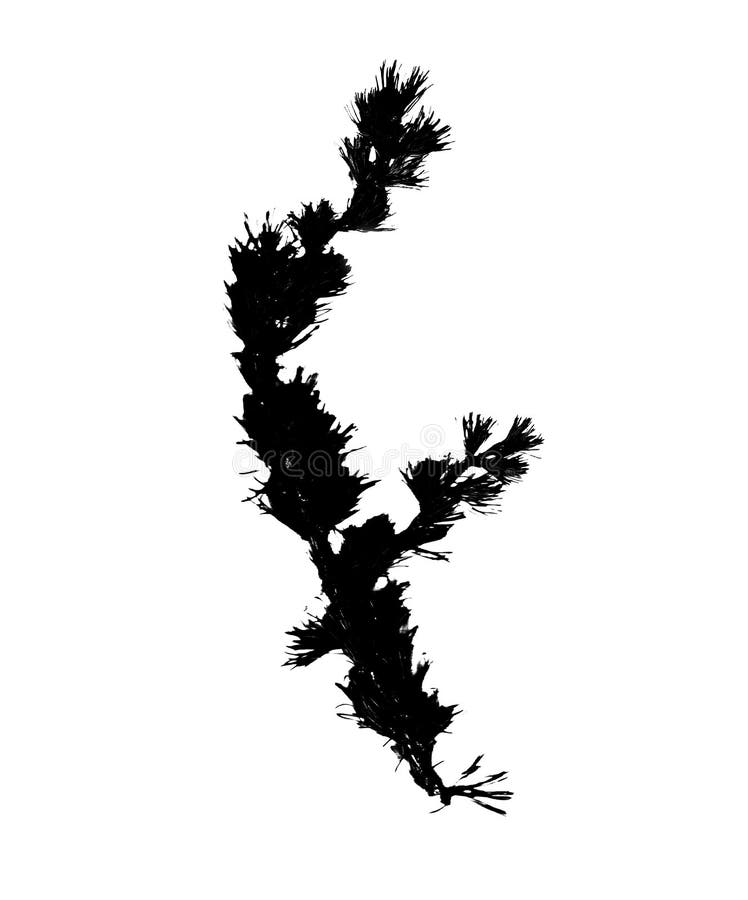 Black Larch Branch Silhouette Isolated on White Background Stock ... Black Larch Branch Silhouette Isolated on White Background Stock ...