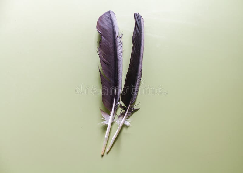Black Large Feather stock image. Image of animal, collection - 118172683