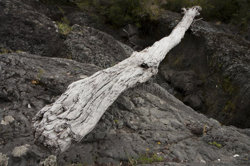 Black Lava and White Tree Log Stock Photo - Image of rock, volcano ...