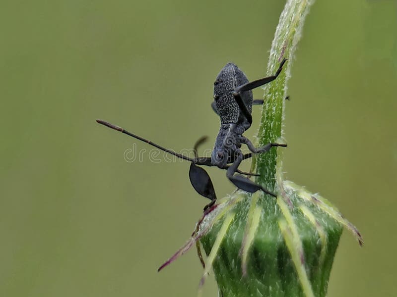 Black Leaf Footed Bug on Green Flower Stock Image - Image of wild ...