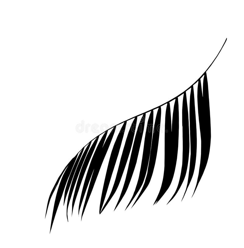 Black leaf of palm tree stock illustration. Illustration of leaf - 69297147 Black leaf of palm tree stock illustration. Illustration of leaf - 69297147