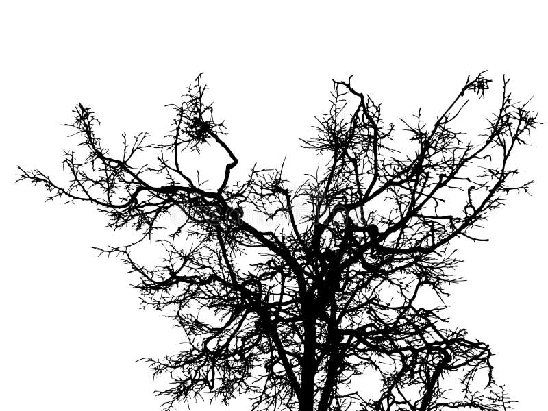Silhouette Crooked Tree Branches Stock Illustrations – 130 Silhouette ...