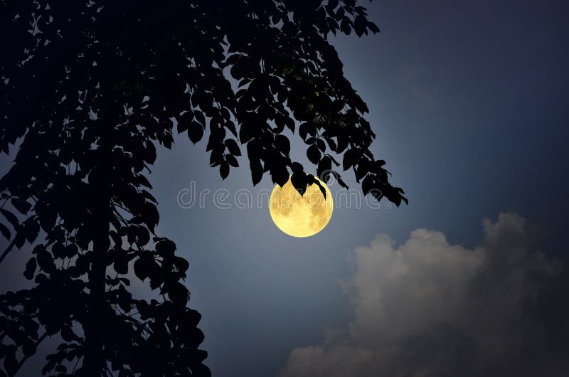 Black Leaves of Tree and Full Moon at Night Stock Image - Image of full ...