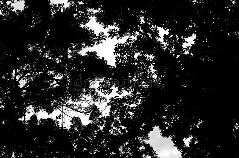 Black Leaves and Tree stock photo. Image of surface - 107786236