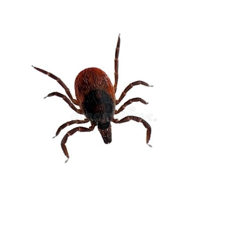 Black Legged Deer Tick - Ixodes Scapularis Stock Image - Image of close ...