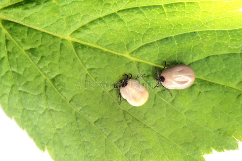 Black Legged Deer Ticks on a Leaf Stock Image - Image of enemy, blood ...