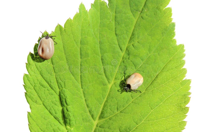 Black Legged Deer Ticks on a Leaf Stock Image - Image of environment ...
