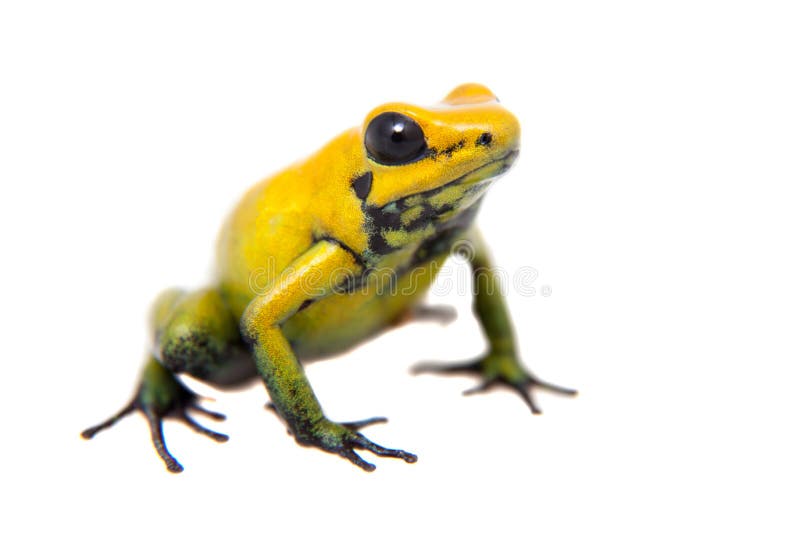 Bicolored Poison Dart Frog 1 Stock Image - Image of nice, poison: 1898475