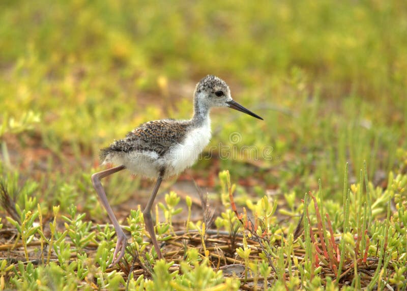 Black Legged Stilt chick stock photo. Image of black - 40141092