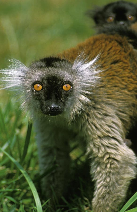 Black Lemur, Eulemur Macaco, Female Stock Image - Image of outdoor ...
