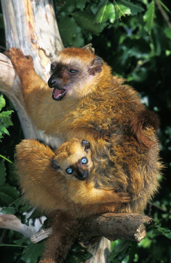 MAKI MACACO eulemur macaco stock photo. Image of primate - 172938470