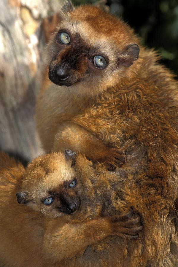 Black Lemur, Eulemur Macaco, Female with Young Standing on Branch Stock ...