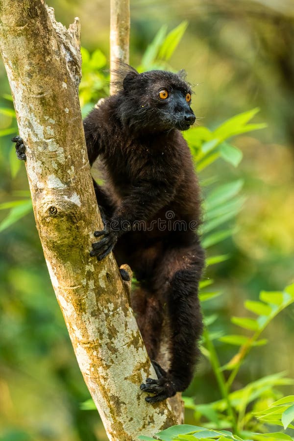 Black Lemur - Eulemur Macaco Stock Photo - Image of nice, endangered ...